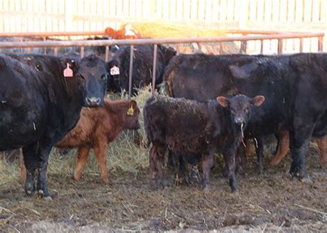 James Perras 15 Cowcalf Pairs Windthorst Sk Team Auction Sales