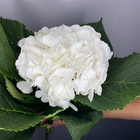 Гортензия — купить в Красноярске в Салоне Город цветов