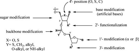 Structure Design And Synthesis Of Antisense Oligonucleotides Boc Sciences