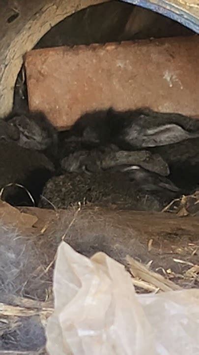 토끼새끼들이랑 어미토끼 아빠토끼 Youtube