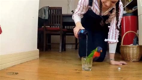Birb Raindance Loop  On Imgur