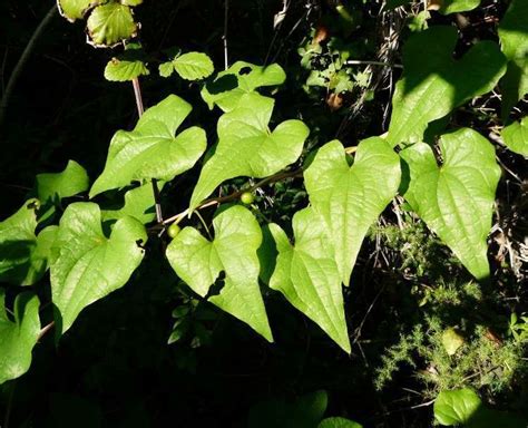 Dioscorea Communis Alchetron The Free Social Encyclopedia