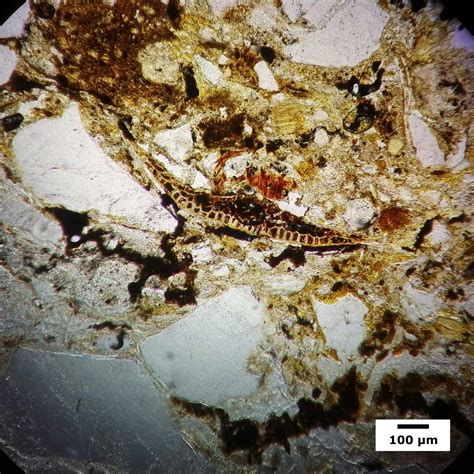 Microfossils From Chile In Thin Section Fossil Id The Fossil Forum