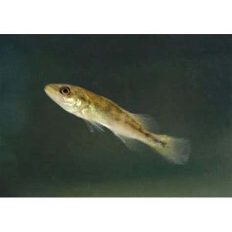 Murray Cod Buy Aquarium Fish