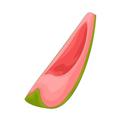 Ilustración De La Guayaba Vector Premium