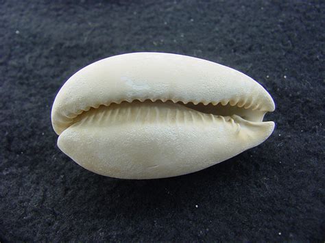 Siphocypraea Haleyorum Extinct Fossil Cypraea Cowrie Shell Hr 6 Southern Arrow Fossil Shells