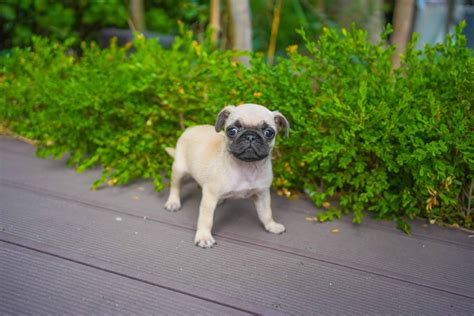 퍼그분양 사랑스러운 애기 강아지 둥이 웰시코기분양 프렌치불독분양 보스턴테리어분양 이탈리안그레이하운드분양 베들링턴테리어분양 셔틀랜드쉽독분양 코카스파니엘분양 퍼그분양 비글