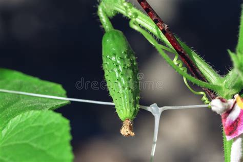 Lush Green Cucumber Plant With Vibrant Leaves Stock Photo Image Of Garden Leave