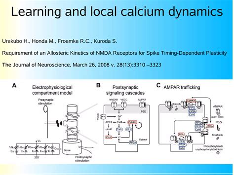 Introduction To Modern Methods And Tools For Biologically Plausible Modelling Of Neural