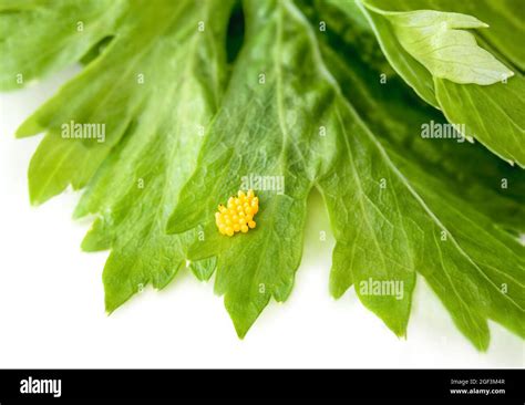 Ladybug Egg Cluster On Celery Leaf Close Up Group Of Yellow Oval Shaped Eggs Also Known As