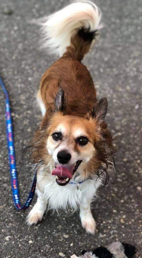 Scooby Bobbi And The Strays