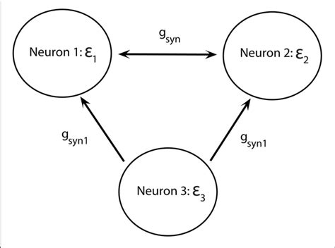 Diagram Of A Minimal Network Of Excitatory Coupled Neurons Receiving Download Scientific