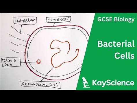 Bacteria Diagram Gcse