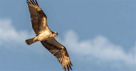 Speaker Diarization In Python Picovoice