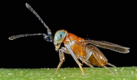 Anagyrus Pseudococci