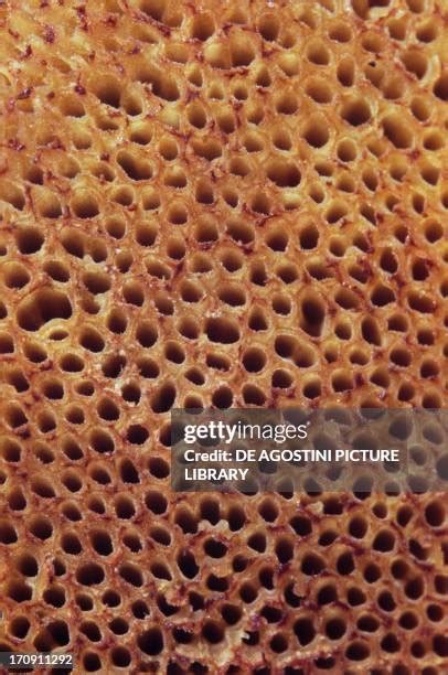 Microscope Bottom View Photos Et Images De Collection Getty Images