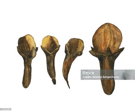 흰색 배경에 고립 된 정향 향신료의 수채화 세트 갈색 건조 정향 싹 요리 약 시지지움 방향족 손으로 그린 그림 네 가지 요소의