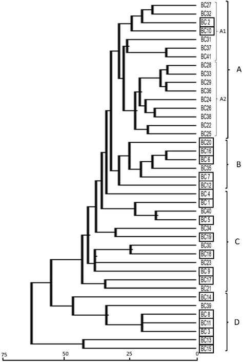 dendrogram based on maldi tof ms profiles of b cereus group isolates