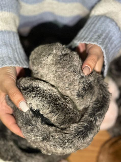 گوشس پشمالو 10608 دندی گالری