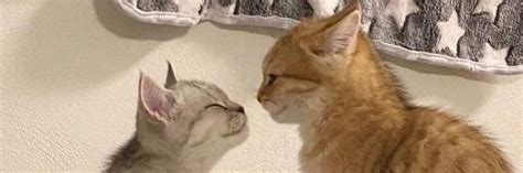 Cat Header