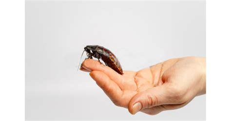 Купить кормовых насекомых с доставкой по Москве и МО