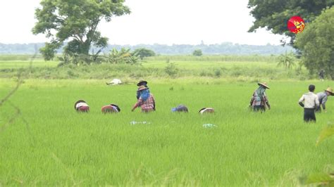 အမြတ်နည်းတဲ့ ဆန်စပါးကို ဇောင်းပေးနေသ၍ The Irrawaddy Burmese Edition Facebook