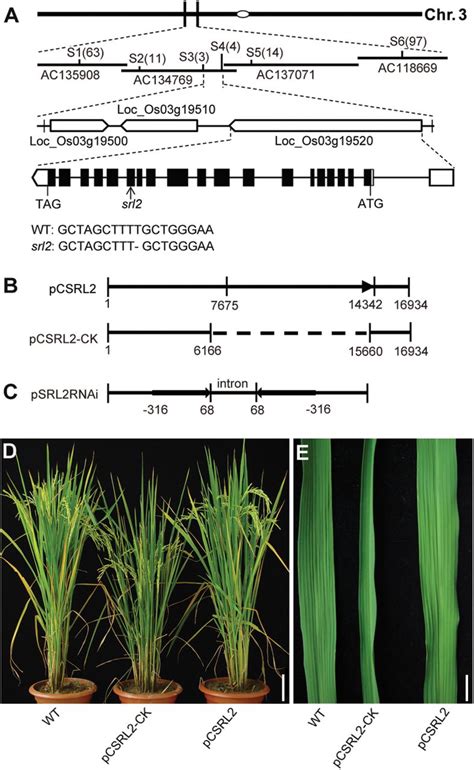 Map Based Cloning Of Srl2 A The Srl2 Locus Was Mapped To A 56 Kb Dna Download Scientific