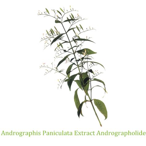 Manufacturer Of Andrographis Paniculata Extract Andrographolide Henan