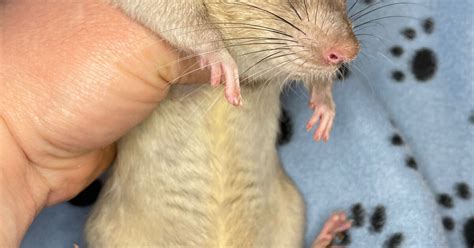 Ruby Winchester X Cama Pecan 2023 Camarattery Pedigrees