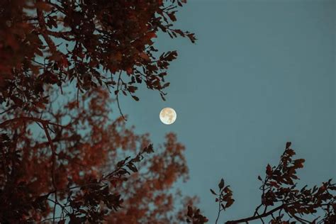 Solving Differential Equations With Scipy By Tom Tomtalkspython