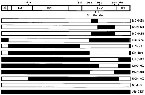 Diagramatic Representation Of Recombinant Hiv Constructs Derived From