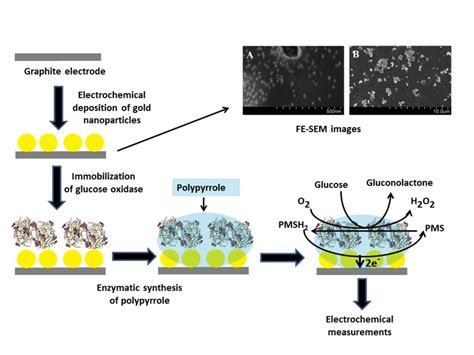 Amperometric Glucose Biosensor Based On Electrochemically Deposited Gold Nanoparticles Covered