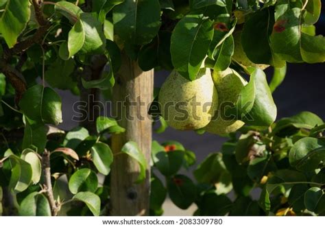 Dwarf Pear Tree Helene Variety Ripe Stock Photo 2083309780 Shutterstock