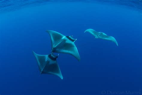 Spinetail Devil Ray Mobula Mobular Species Guide — Manta Trust