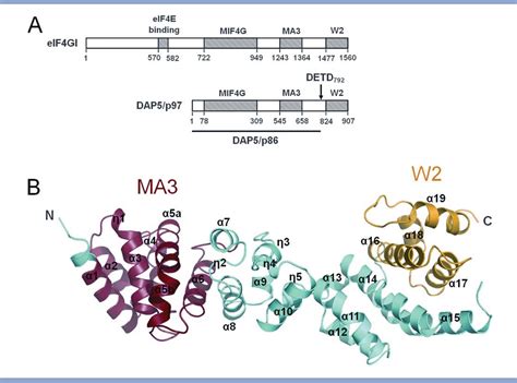 Figure 1 From Structure Note Crystal Structure Of The C Terminal Region
