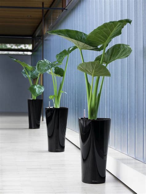 Какие цветы нельзя держать дома фото с названиями