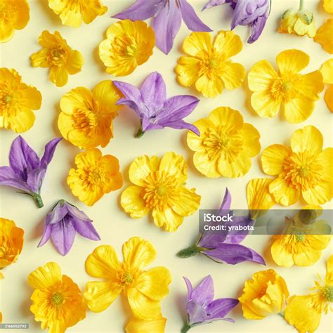 파스텔 베이지 색 배경에 노란색과 보라색의 부드러운 꽃 최소한의 반복 패턴 미적 인 꽃 평면 누워 사진 야생화 도라지 라넌큘러스가 있는 아름다운 자연 정물 0명에 대한 스톡