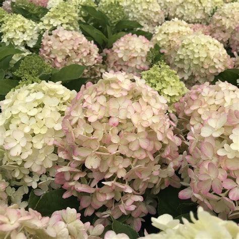 Hydrangea Paniculata Fire Light Tidbit® Panicle Hydrangea From Saunders Brothers Inc