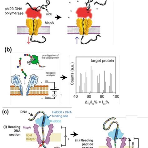 Protein Tertiary Structure Detection Using Nanopore Sensing A