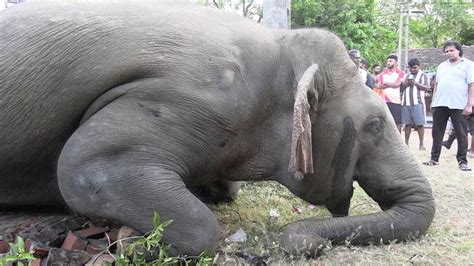 වන අලින්ට මහා අපලයක් මිනගයා දුම්රියේ ගැටී වන අලියෙක් මරුට Ada Online