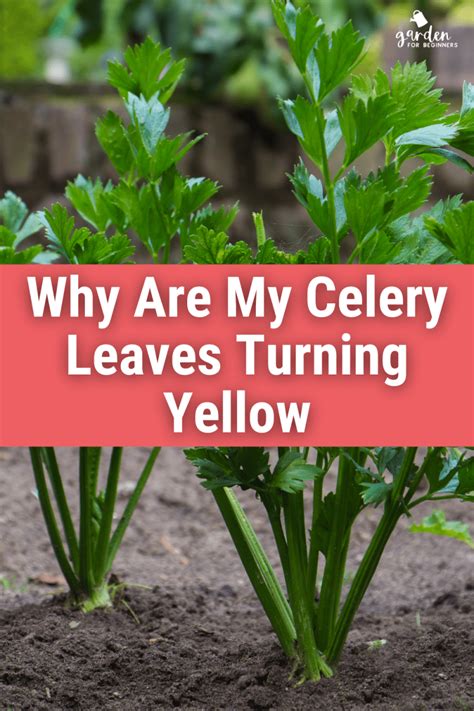 Why Are My Celery Leaves Turning Yellow Garden For Beginners