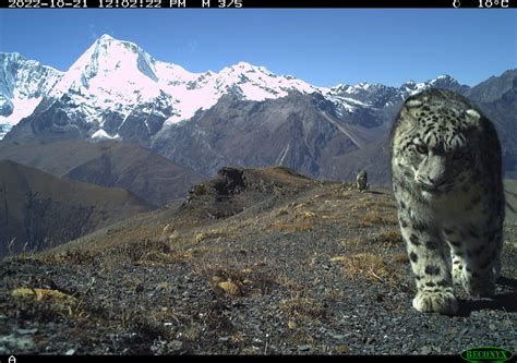 Bhutan Reports Increase In Vulnerable Snow Leopard Population