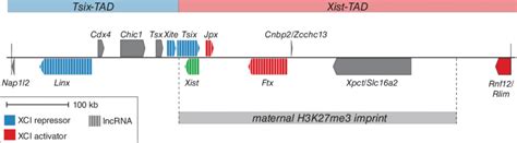 The Mouse X Inactivation Center Xic Schematic Representation Of The Download Scientific