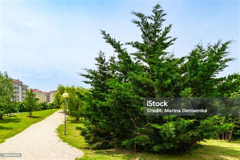 무성한 녹색 침엽수 나무 Cupressocyparis Leylandii는 고요한 공원의 자갈 통로 옆에 높이 서 있으며 배경에 건물이 보입니다 조류 공원은 아들러에 있습니다