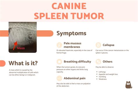 Canine Spleen Tumor Symptoms And Treatment