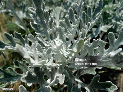 깃털 같은 잎 질감 다양한 녹색 음영 융기된 표면 자연주의적 사진 스타일을 가진 허브 식물의 클로즈업 개념에 대한 스톡 사진 및 기타 이미지 Istock