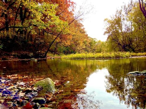 Premium Photo Reflection Of Trees In Lake Premium Photo Reflection Of Trees In Lake