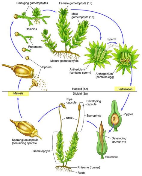 Botany Life Science And Biomedical Carlson Stock Art Botany Biology Plants Biology Art