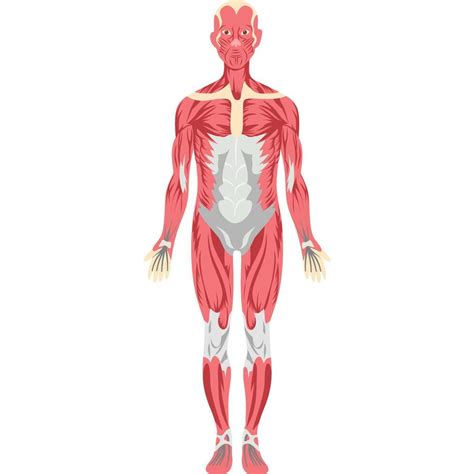 Anatomía Músculos Del Cuerpo Humano Huesos Articulaciones Y