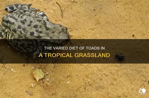 The Varied Diet Of Toads In A Tropical Grassland Petshun